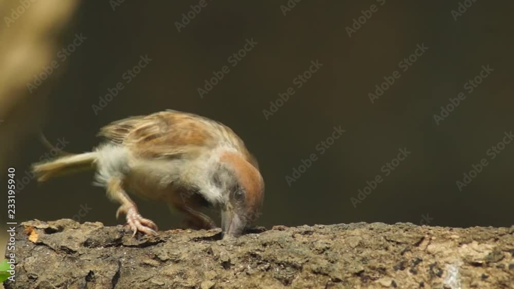 Philippine Maya Bird or Eurasian Tree Sparrow or Passer montanus ...