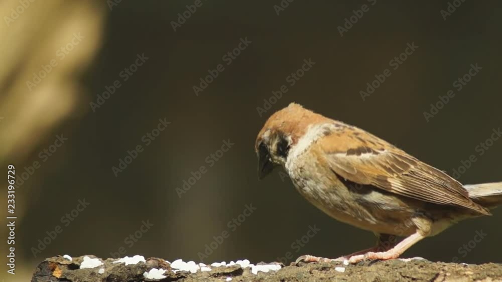 Philippine Maya Bird or Eurasian Tree Sparrow or Passer montanus ...
