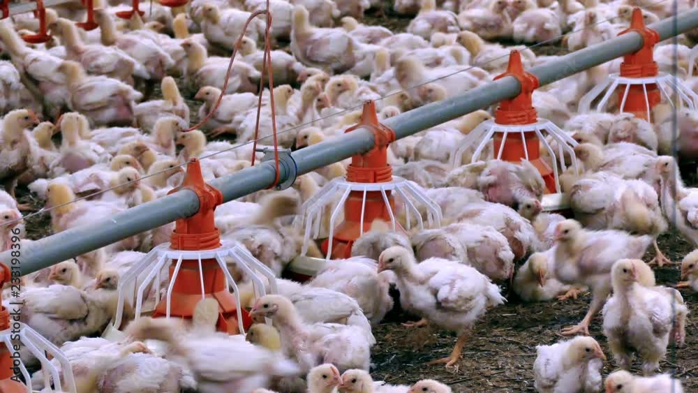 Feeding Chickens on the Farm / Chickens for fattening on a modern ...