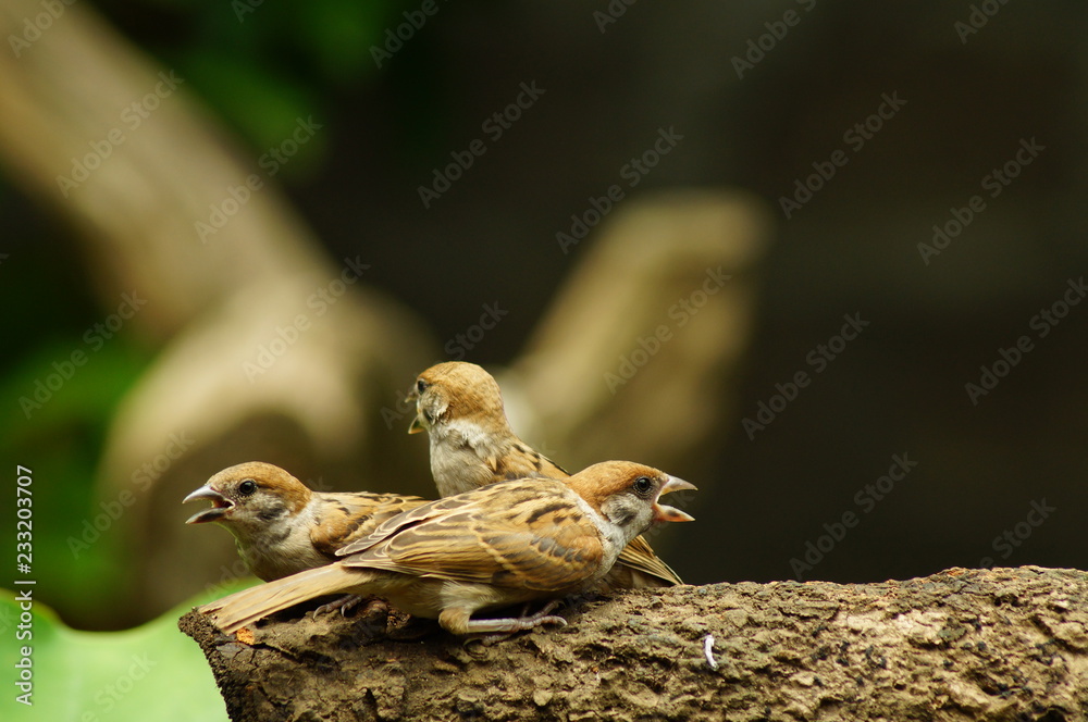 Maya Bird Philippines
