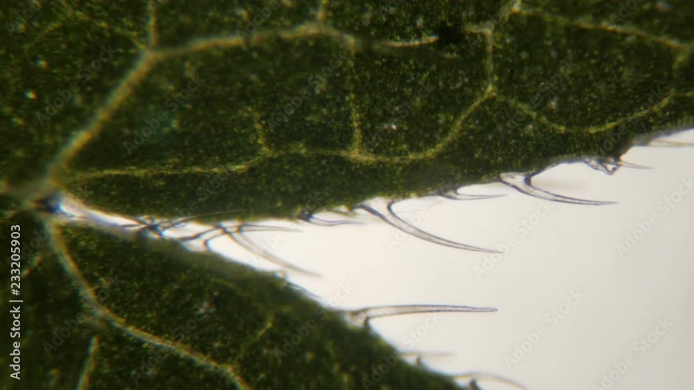 Video „Nettle leaf under the microscope. Extreme close up of underside ...