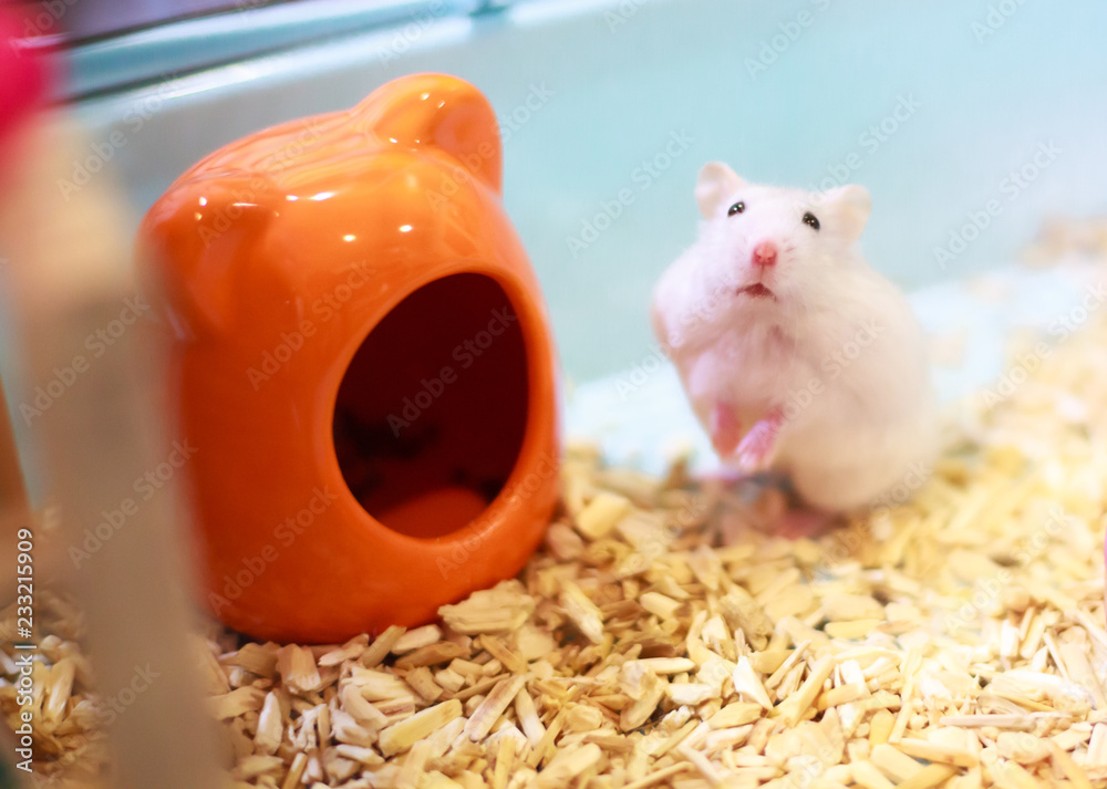 Cute Winter White Hamster