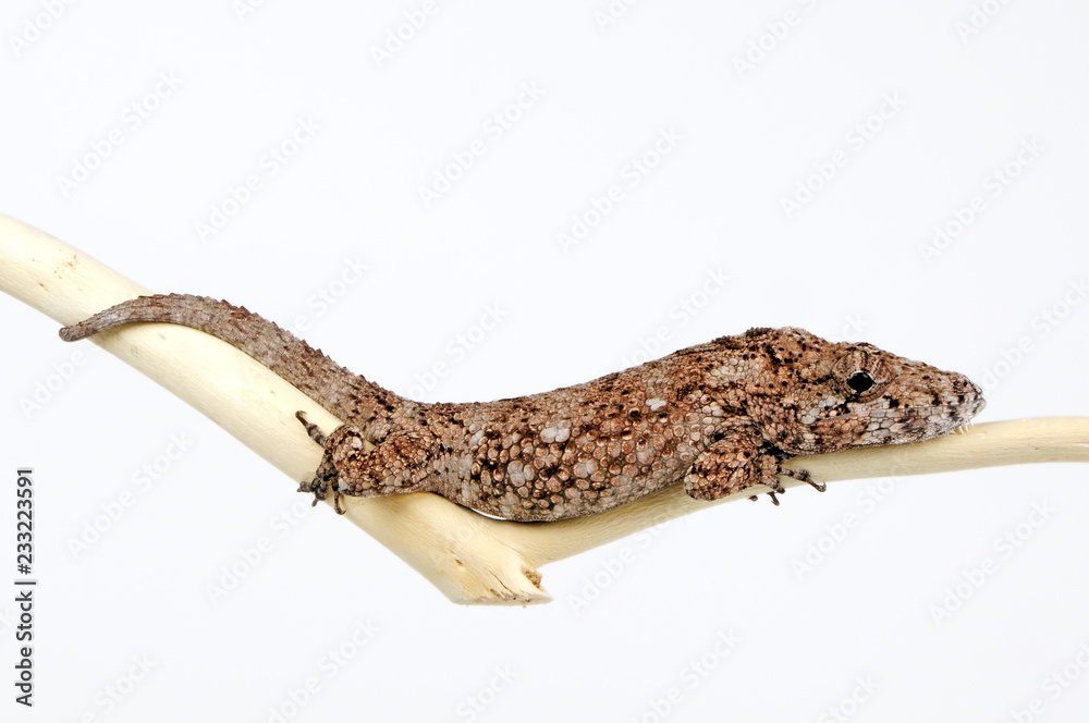 Western Bearded Anole