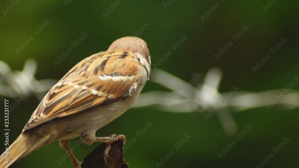 Philippine Maya or Eurasian Tree Sparrow or Passer montanus perch on ...