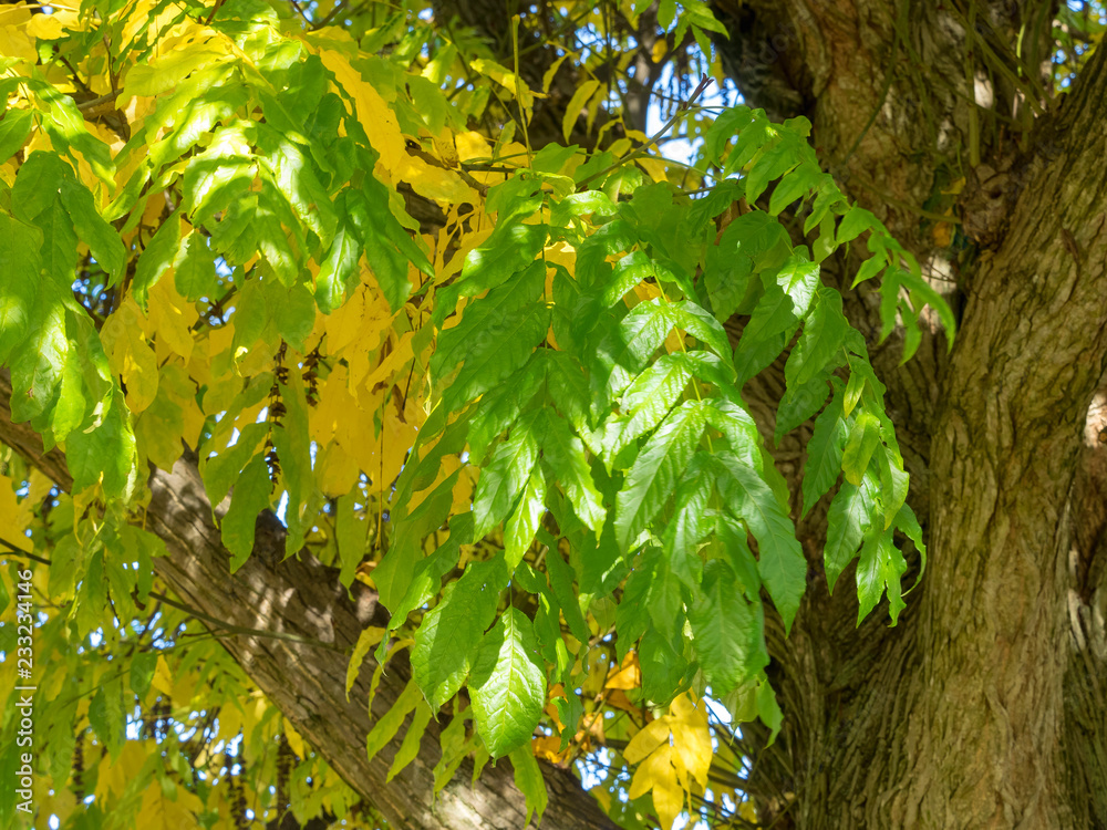Le ptérocaryer du Caucase (pterocarya fraxinifolia), un bel arbre d ...