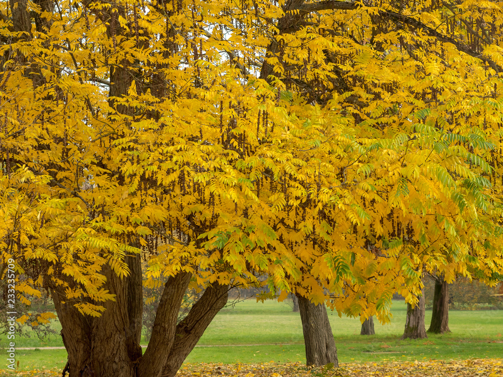 Le ptérocaryer du Caucase (pterocarya fraxinifolia), un bel arbre d ...