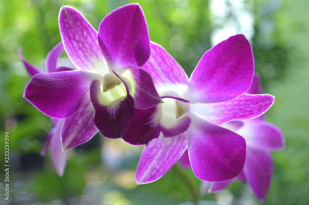 Dendrobium orchid, Dendrobium sp., Central of Thailand Stock Photo ...