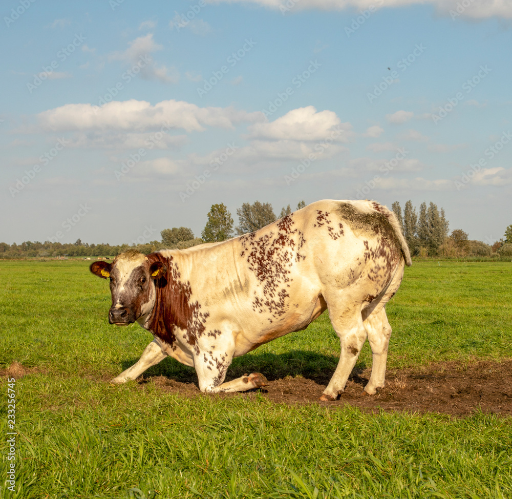 Kneeling cow with thick buttocks, cow stands up, looking surprised ...