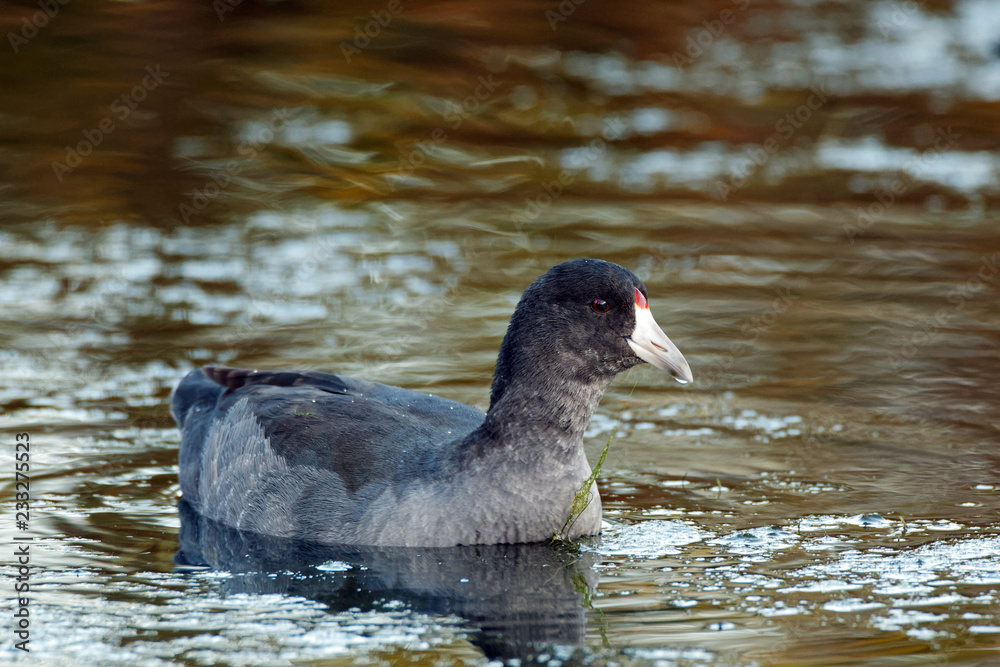 An American Coot placidly rests on the water which is colored with the ...