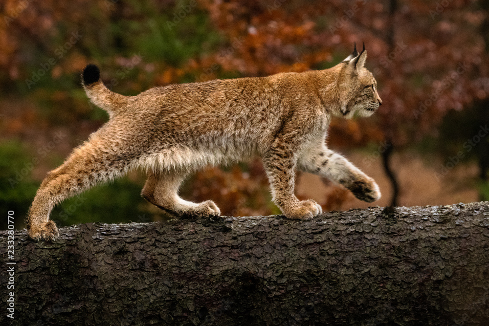 Sitting Lynx Cub