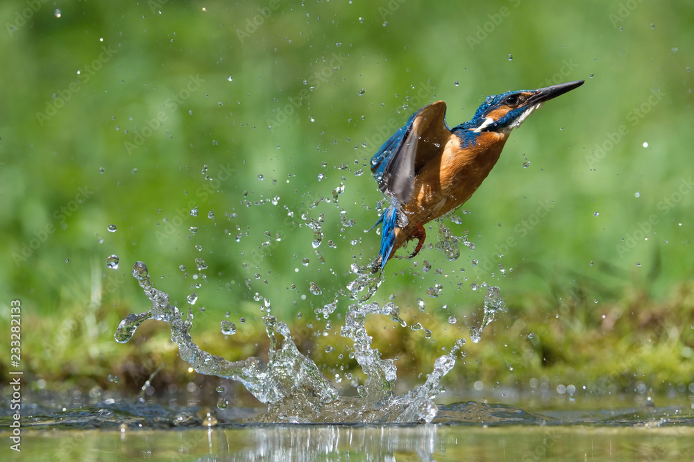 The diving Common Kingfisher, alcedo atthis is flying with his prey in ...