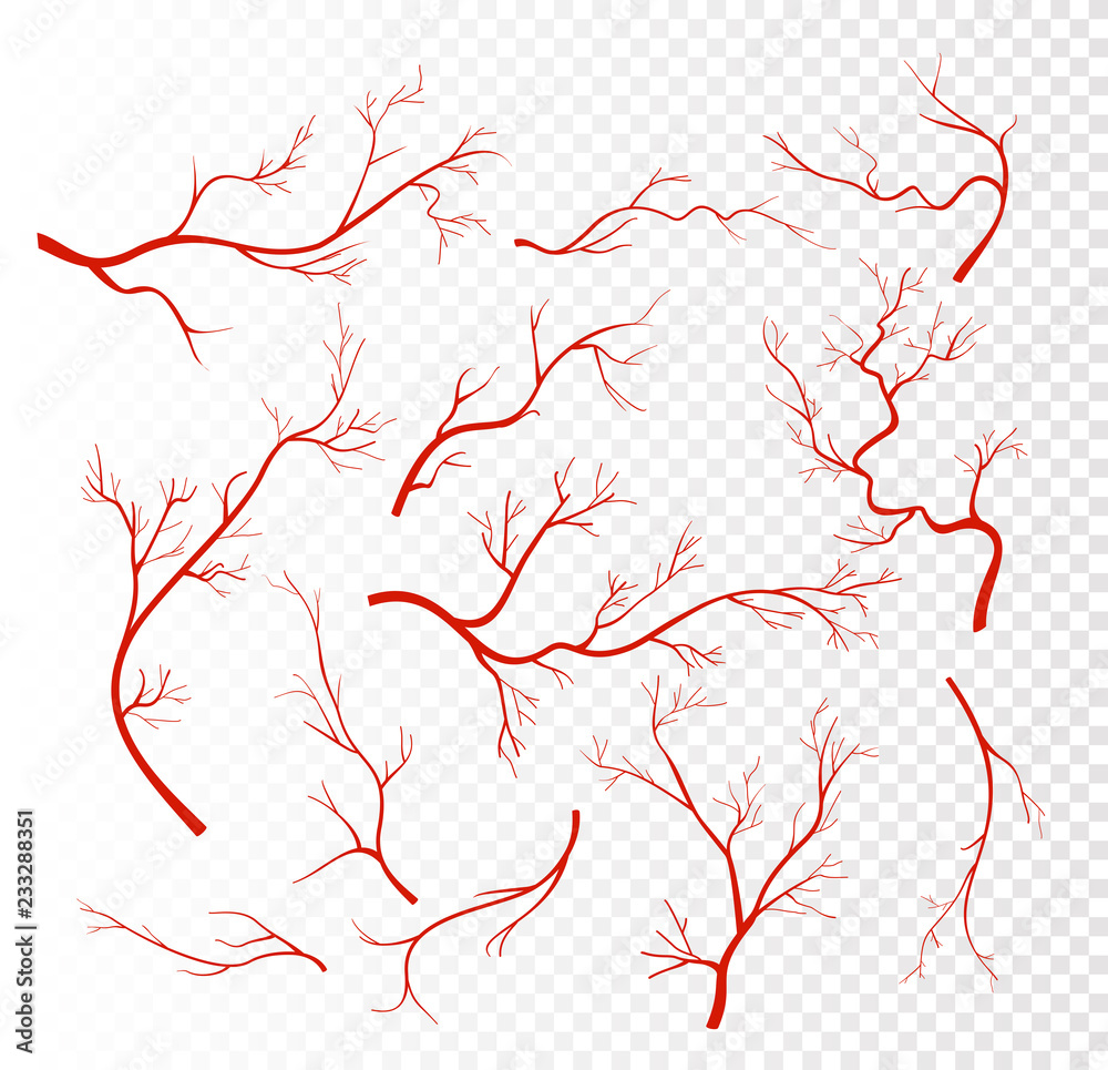 Vector illustration set of red human veins, capillaries or vessel ...