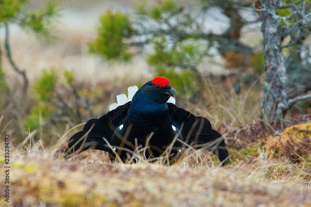 The Black Grouse, Lyrurus tetrix is showing off during their lekking ...