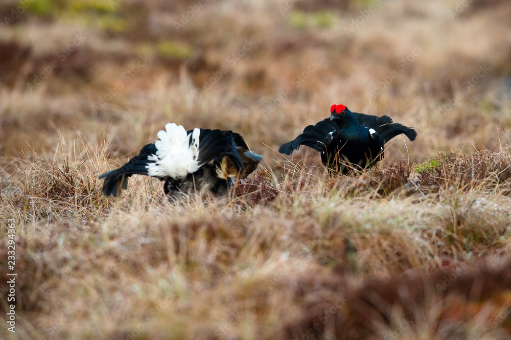 The Black Grouse, Lyrurus tetrix is showing off during their lekking ...