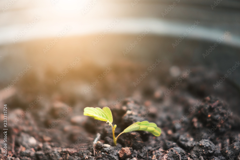 Seed Growing Background