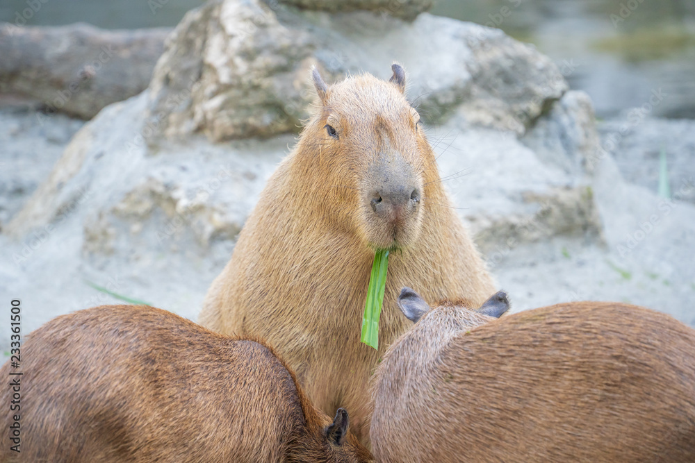 Cute Capybara (biggest mouse) eating and sleepy rest in the zoo, Tainan ...