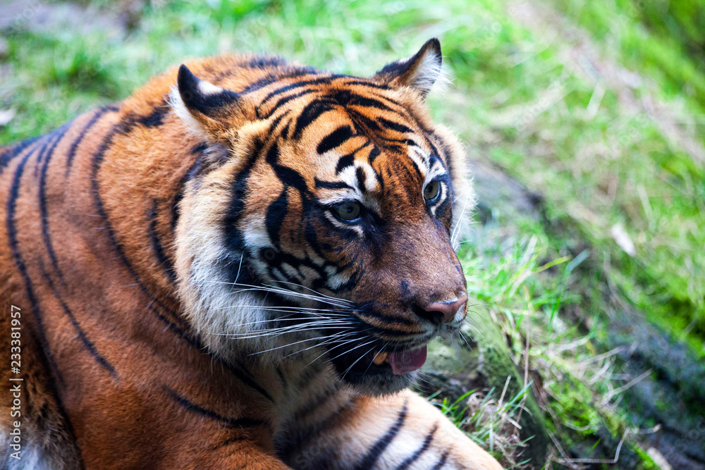 Muzzle Tiger closeup Tiger lying down and looking to the forest. Large ...