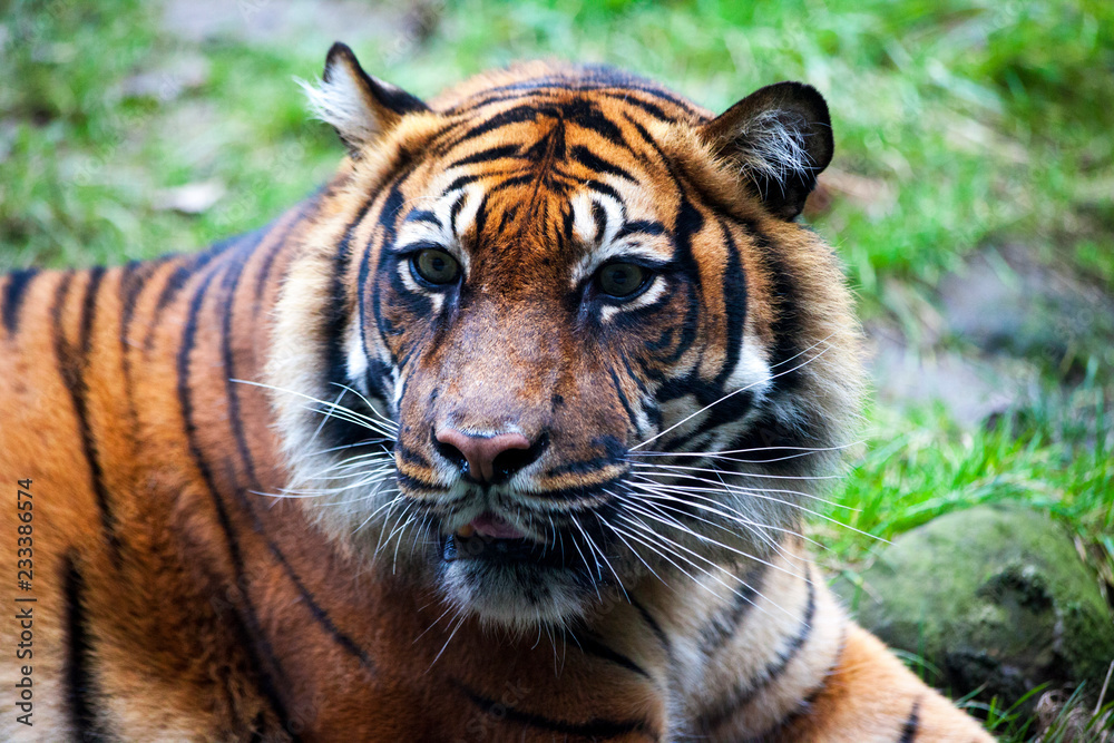 Muzzle Tiger closeup Tiger lying down and looking to the forest. Large ...