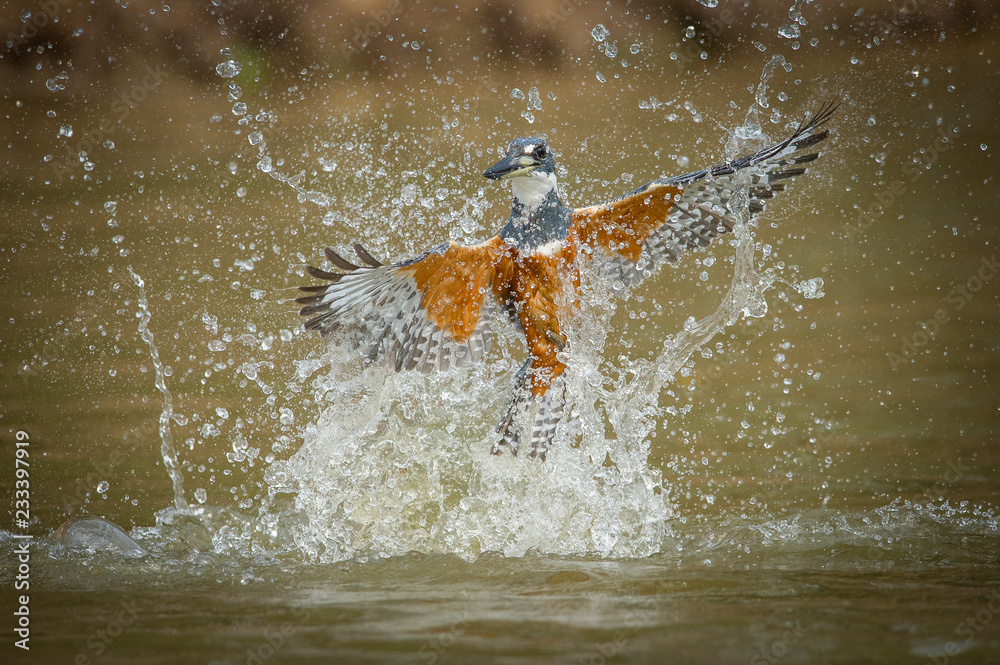 The diving Ringed Kingfisher, megaceryletorquata is flying in golden ...