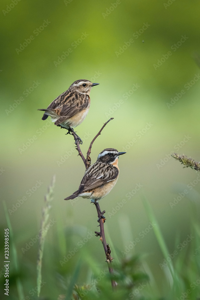The whinchat, saxicola rubetra is sitting and posing next to his nest ...