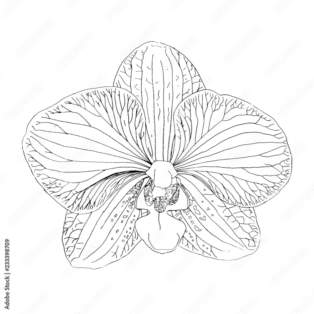 Drawing of a beautiful isolated open orchid with ribbings / Freehand ...