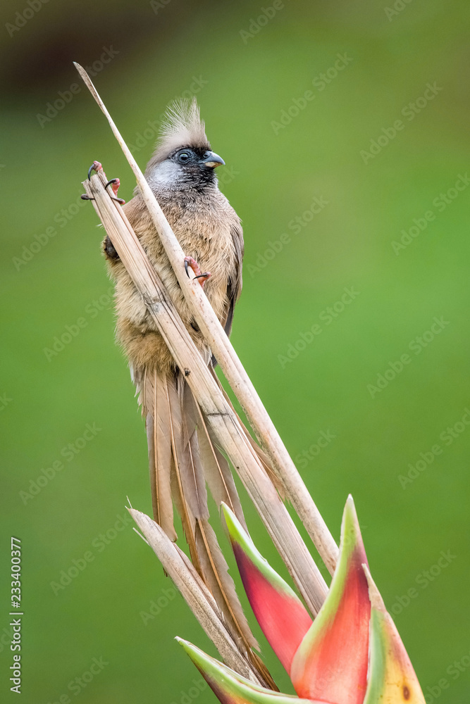 The Speckled Mousebird, Colius striatus is posing on some plant and ...