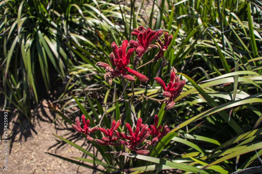 Planta con flores rojas en selva colombiana Stock Photo | Adobe Stock