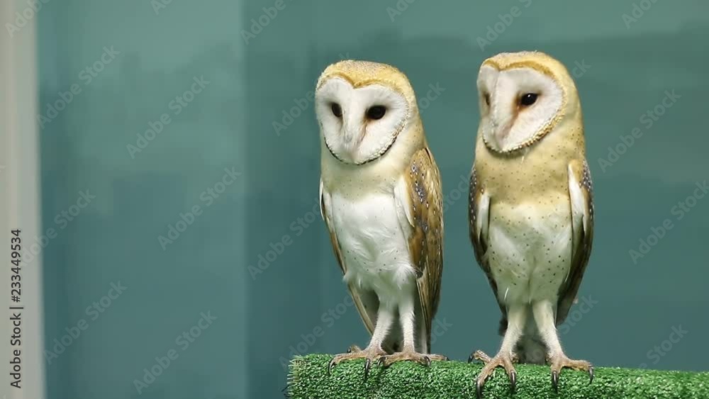 two cool barn owls sitting together and dancing Stock Video | Adobe Stock