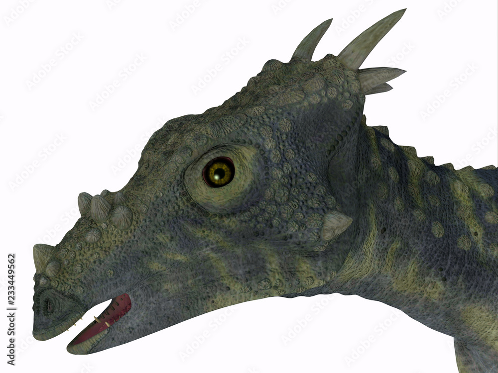 Dracorex Dinosaur Head - Dracorex was a herbivorous biped dinosaur that ...