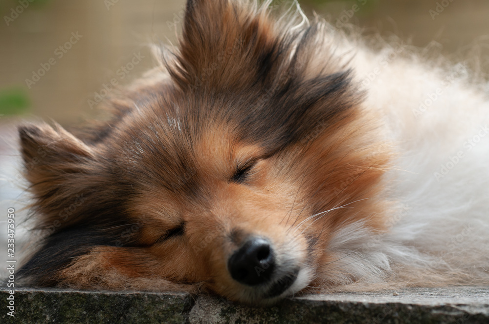 Schlafender Hund Sheltie Shetland Sheep Dog Nahaufnahme Stock Photo ...