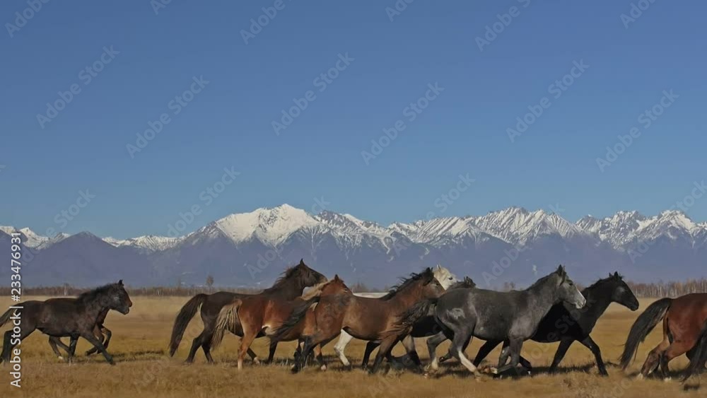 Walking and running horse. Horses moves slowly against the background ...