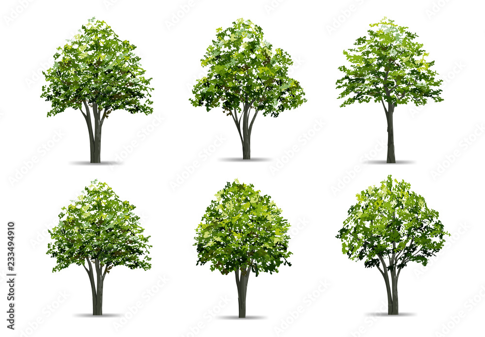 Collection of realistic tree isolated on white background. Natural ...