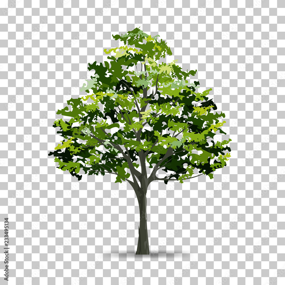 Tree isolated on transparent background with soft shadow. Use for ...