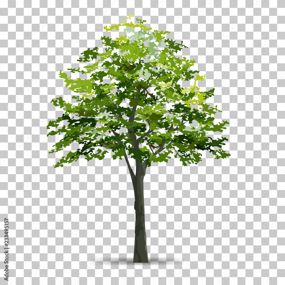 Tree isolated on transparent background with soft shadow. Use for ...