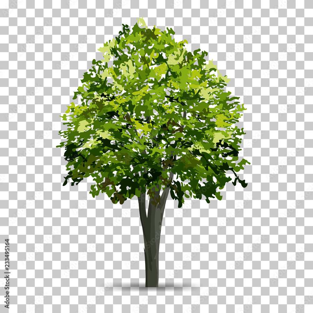 Tree isolated on transparent background with soft shadow. Use for ...