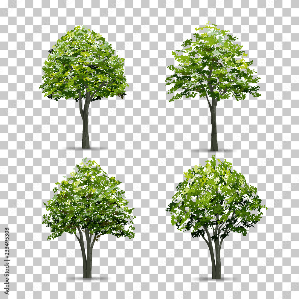 Collection of Tree isolated on transparent background with soft shadow ...