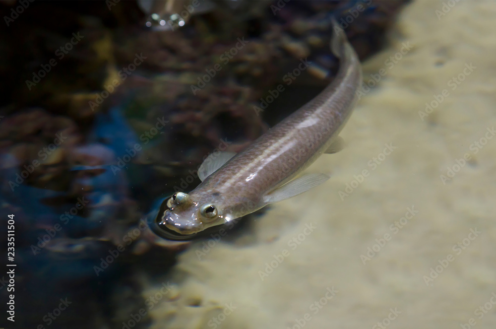 Brazilian four-eyed fish. Four-eyed fish is an extremely curious ...