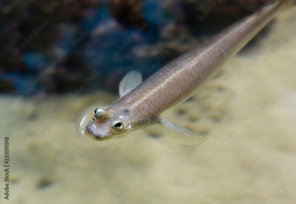 Brazilian four-eyed fish. Four-eyed fish is an extremely curious ...
