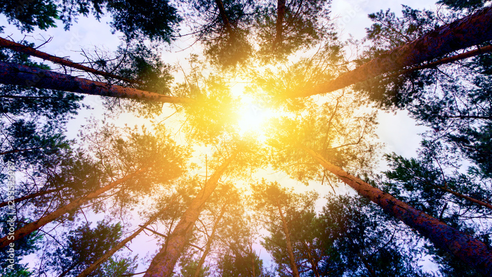 Bright Backgrounds Nature