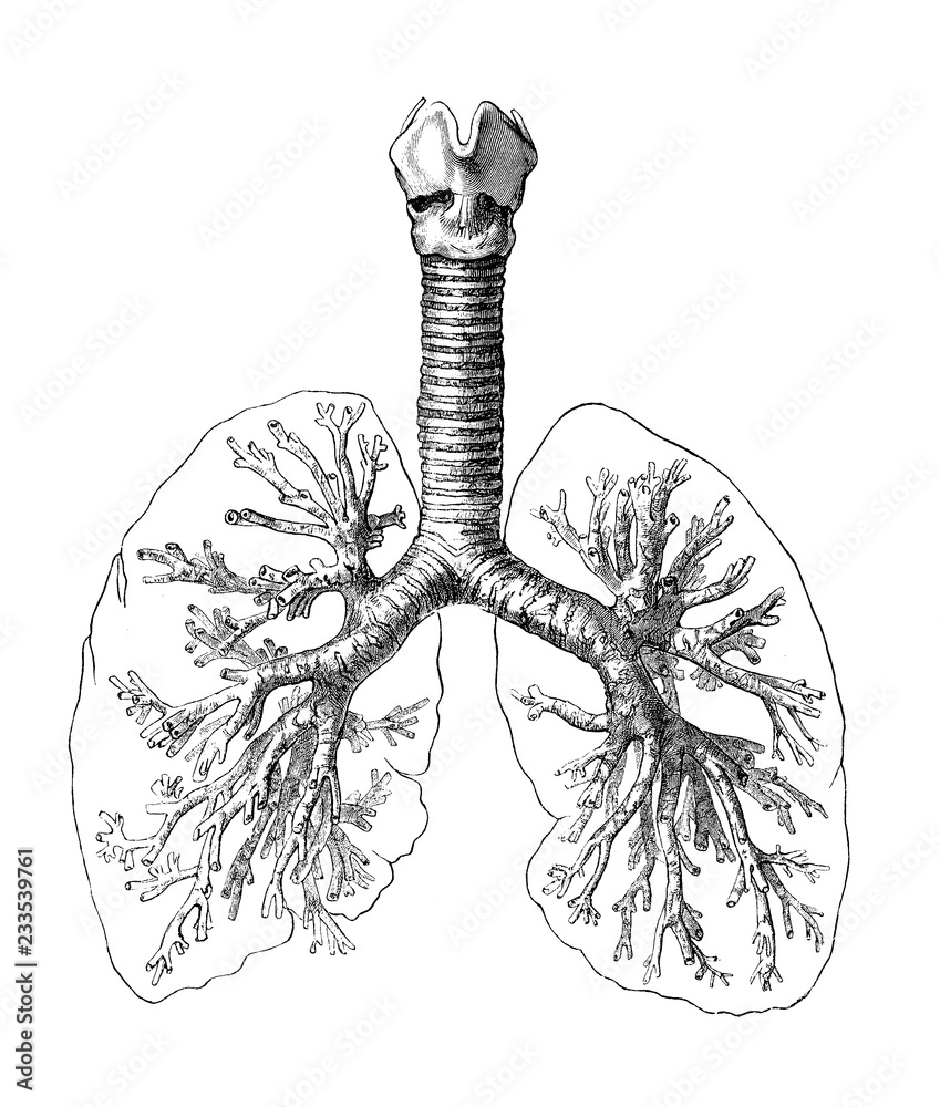 Vintage Illustration Of Anatomy Human Respiratory System Bronchi