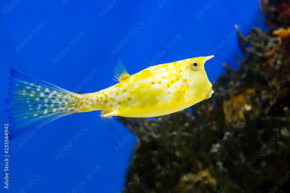 Cowfish longhorn. It is a tropical fish common in the Indian, Pacific ...