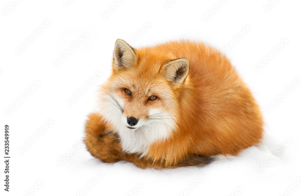Red Fox Tail