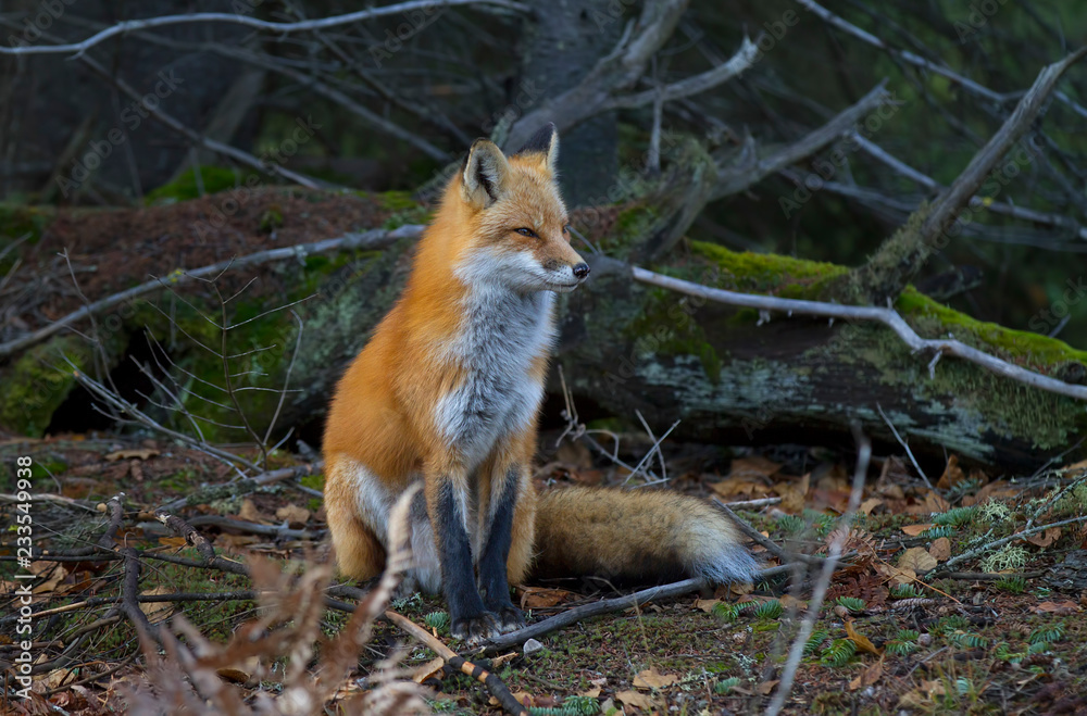 Red fox (Vulpes vulpes) in pine tree forest with a bushy tail sitting ...