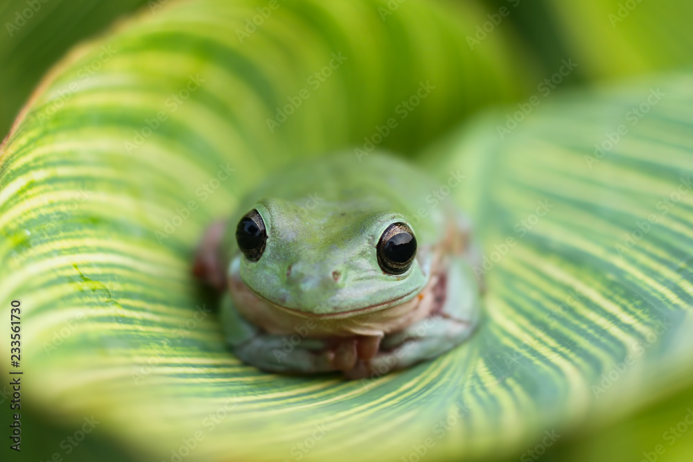 dumpy frog, tree frog Stock Photo | Adobe Stock