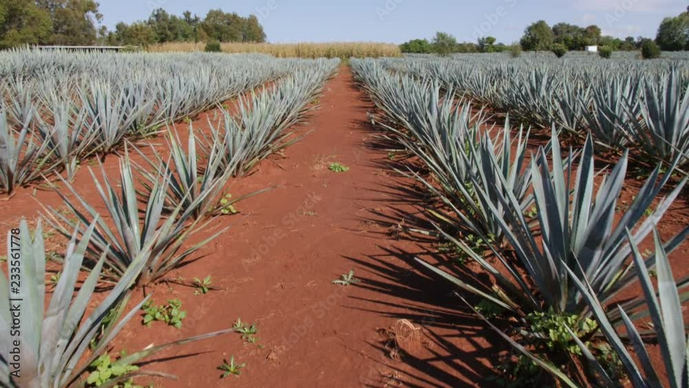 Red Soil Agave Field Located in Tequila, Mexico. Young Agave Plants are ...