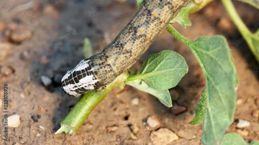 Sphinx of African death on a plant of aubergines. Stock ビデオ | Adobe Stock