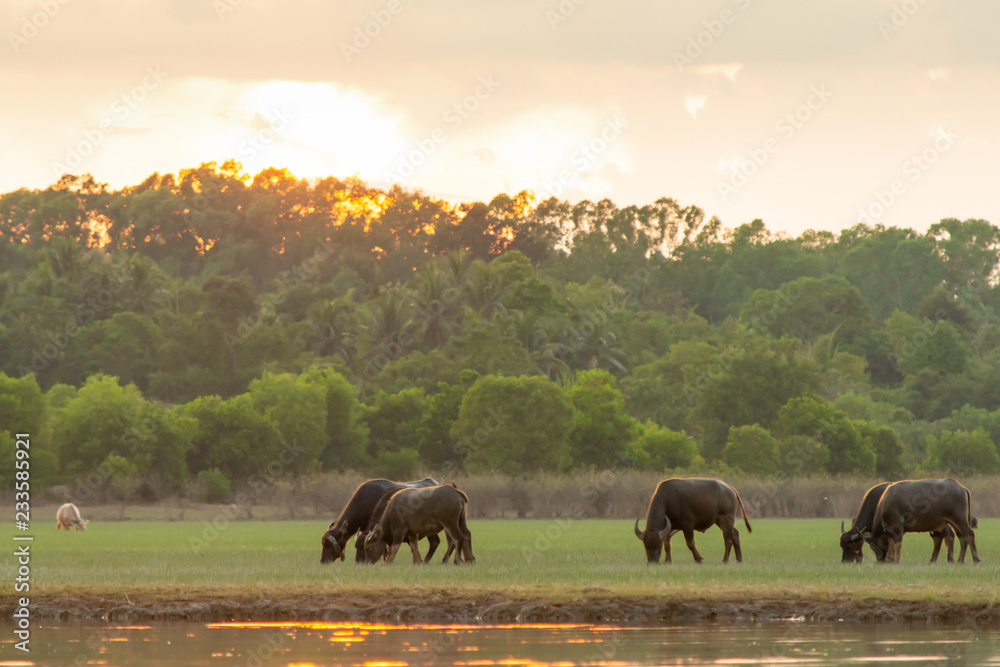 Thai swamp buffalo in peat swamp around lagoon with sunset background ...