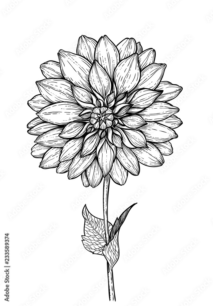 Dahlia flower hand drawn illustration. Stock Vector | Adobe Stock