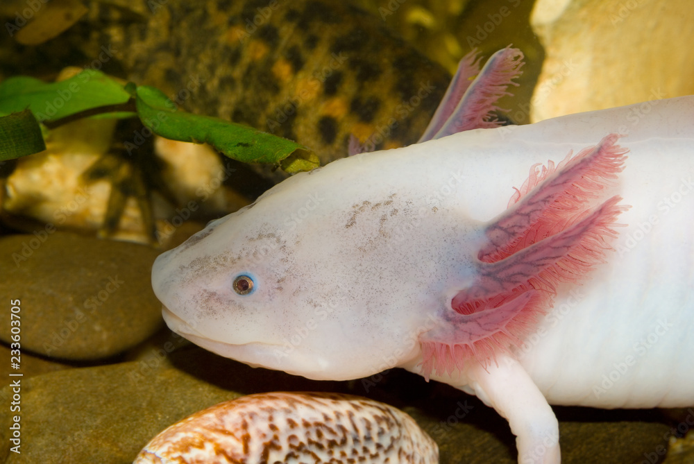 Underwater Axolotl portrait close up in an aquarium. Mexican walking ...