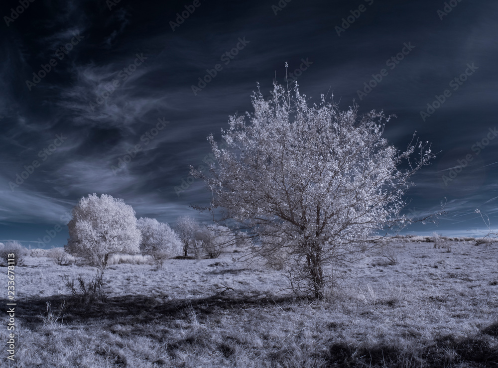 infrared photography - ir photo of landscape with tree under sky with ...